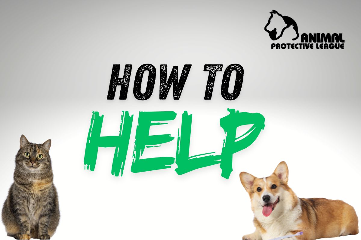 How to Help the APL | Rewind 93.5